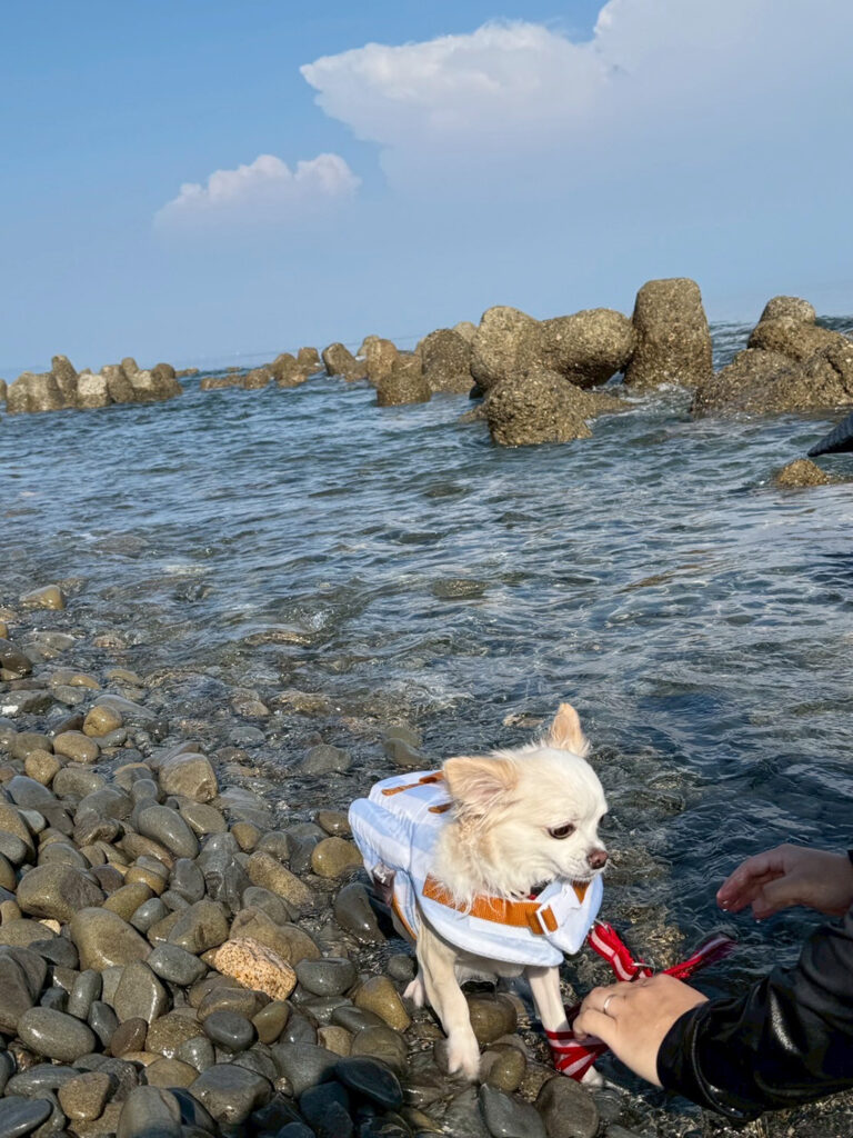 苦手な遠心のSRP！見直しポイント - 歯科衛生士のための医院研修とレッスンとセミナー 株式会社ラ・プレシャス（ LA PRECIOUS）